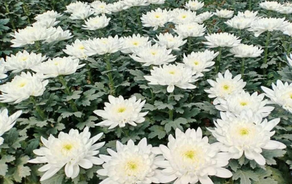 Masa Pandemi, Ekspor Bunga Krisan Karo Terus Melonjak – BicaraIndonesia.net